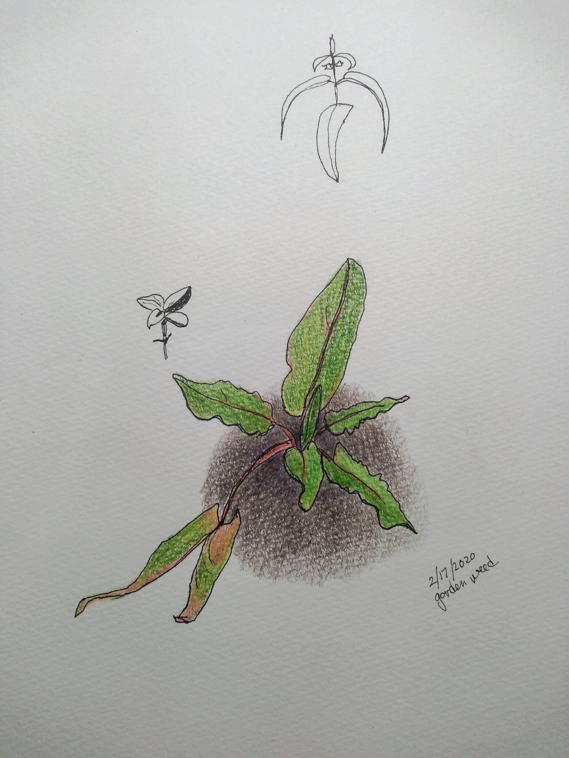 Drawing weeds – Mediatinker